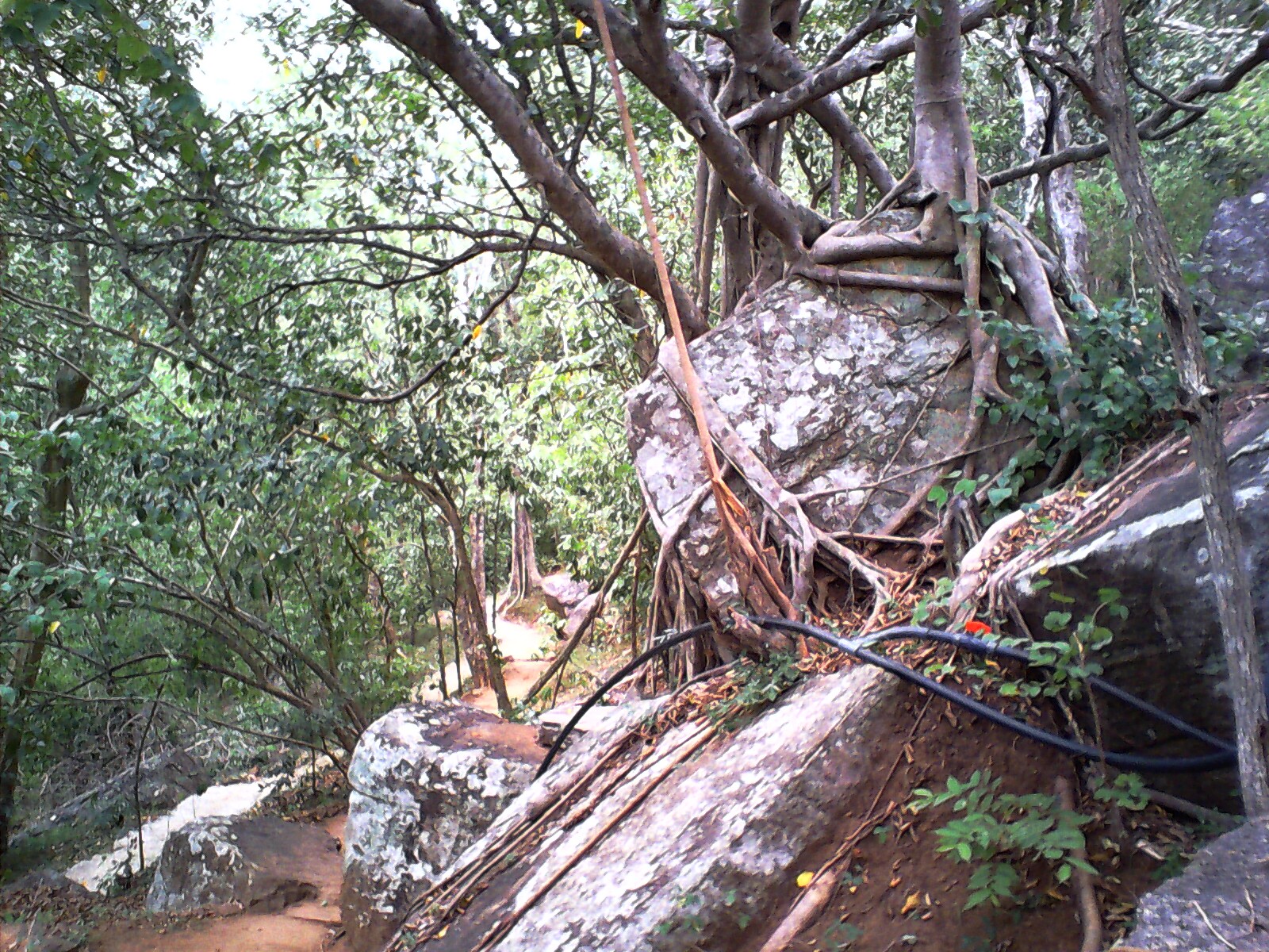 Nine Years in a Forest Monastery – The Universe