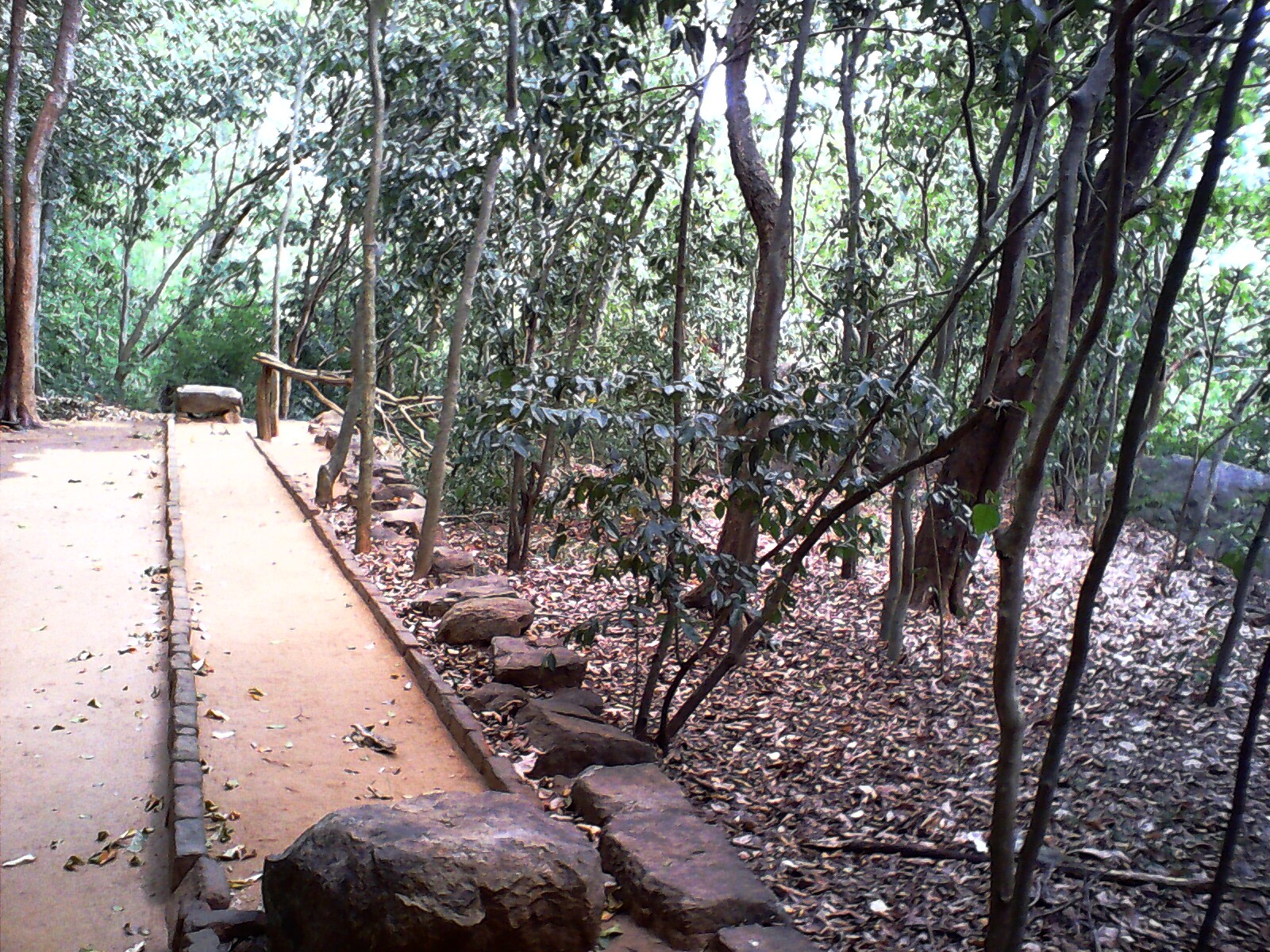 Nine Years in a Forest Monastery – The Universe