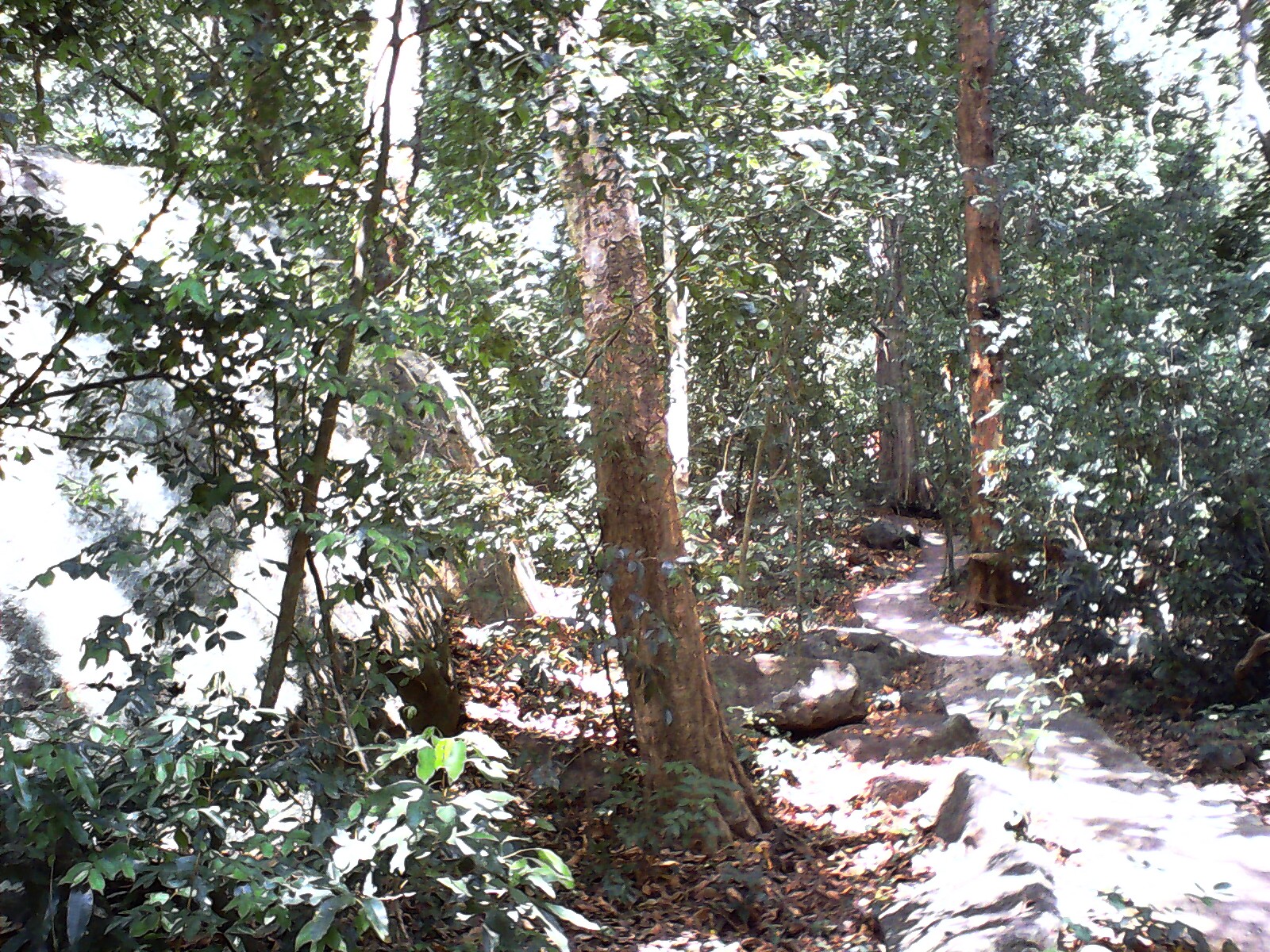 Nine Years in a Forest Monastery – The Universe
